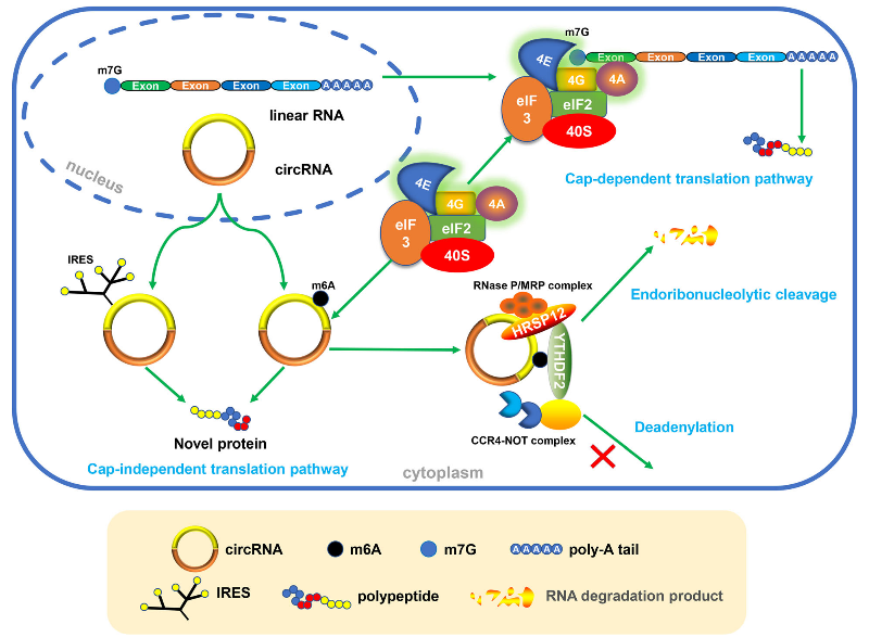 Molecular Cancer综述 | circRNA的m6A修饰及其作用