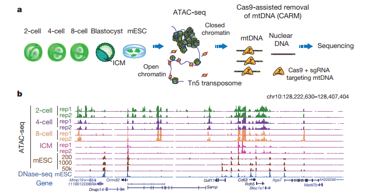 ATAC-seq